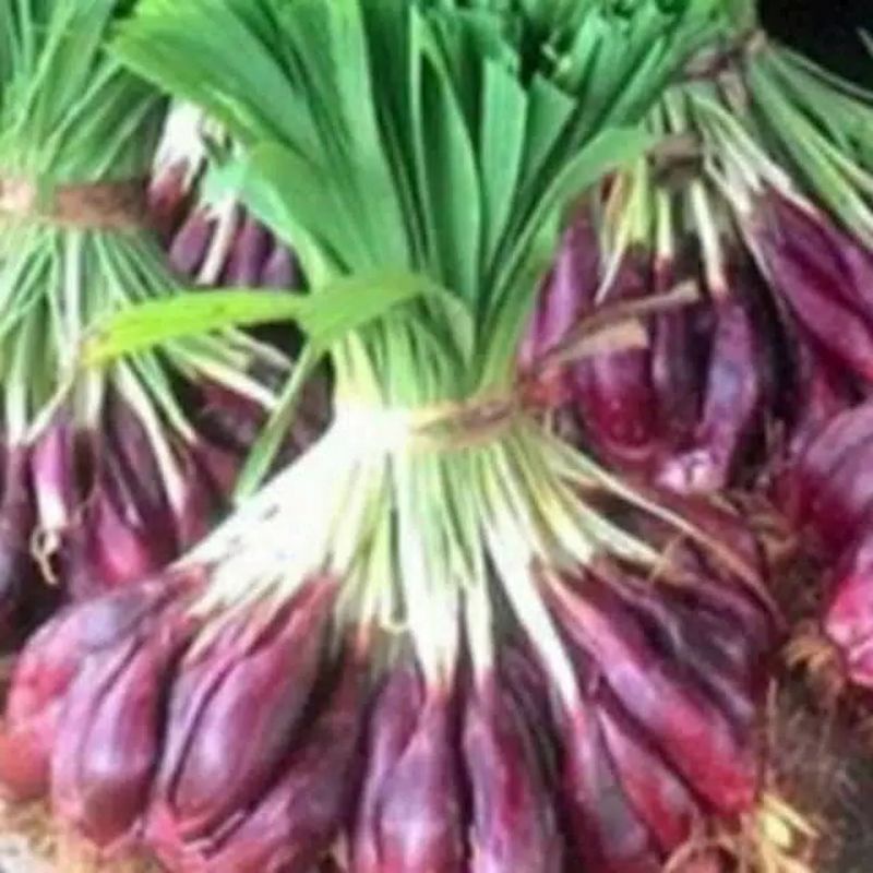 Jual bawang dayak/ bawang obat/ bawang segar | Shopee Indonesia