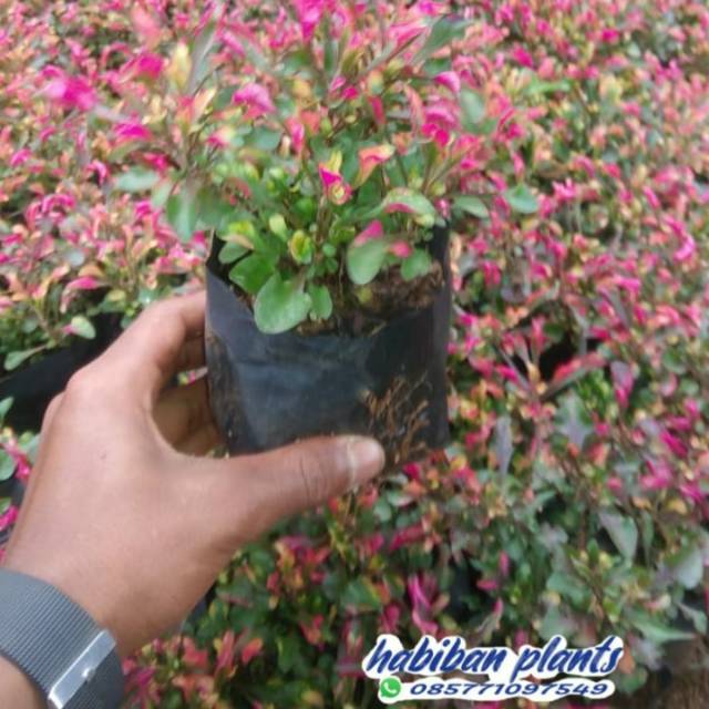 Jual Tanaman Krokot merah | Shopee Indonesia