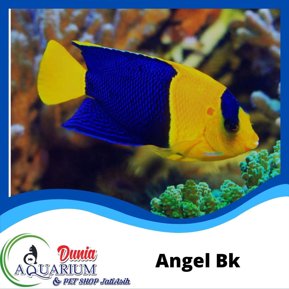Jual Ikan Hias Angel BK Akuarium Aquarium Laut Marine Reef Angelfish ...