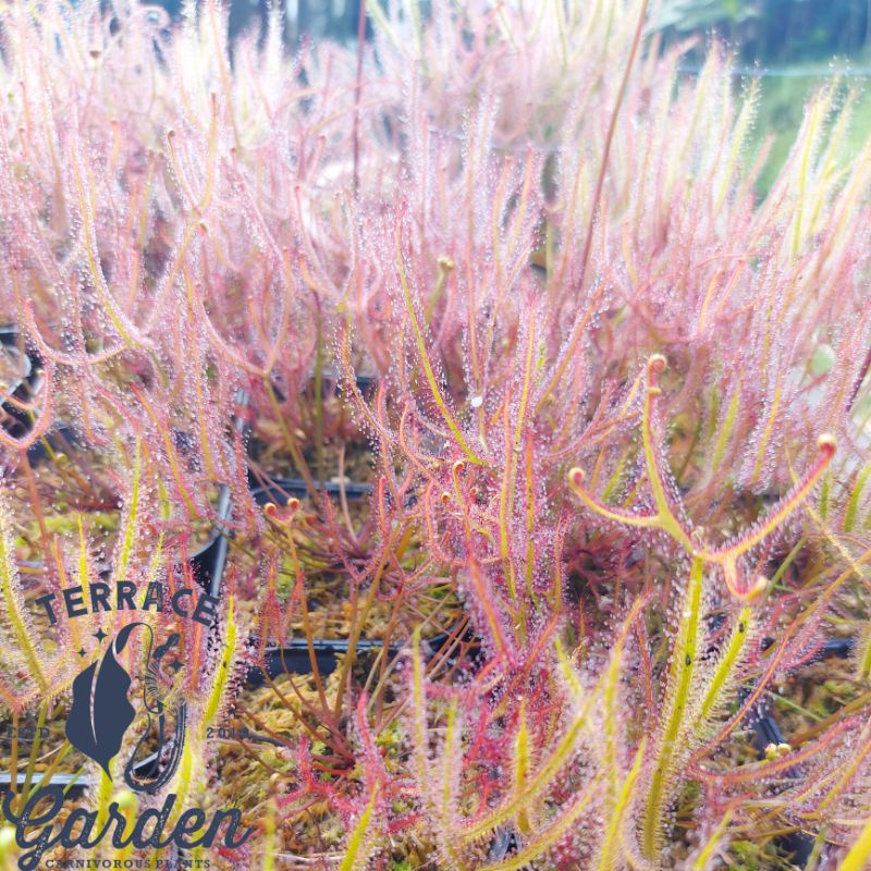 Jual Tanaman karanivora (Drosera Binata Var Multifida) Tanaman pemakan ...