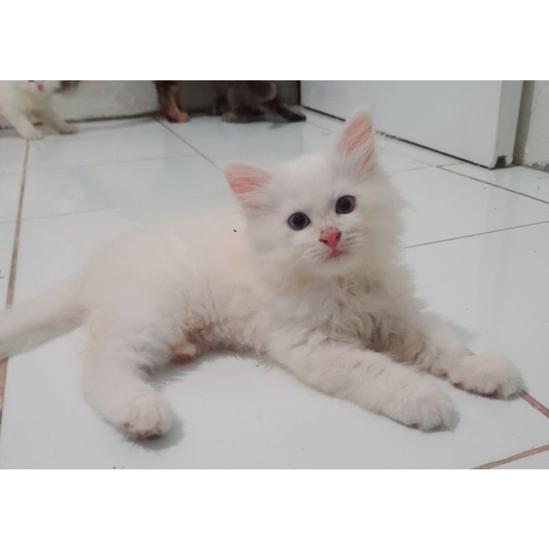 Kucing Persia Medium Putih