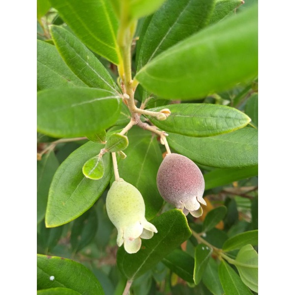 Jual Pohon kemunting / keraduduk / karamunting /keramunting /senduduk ...