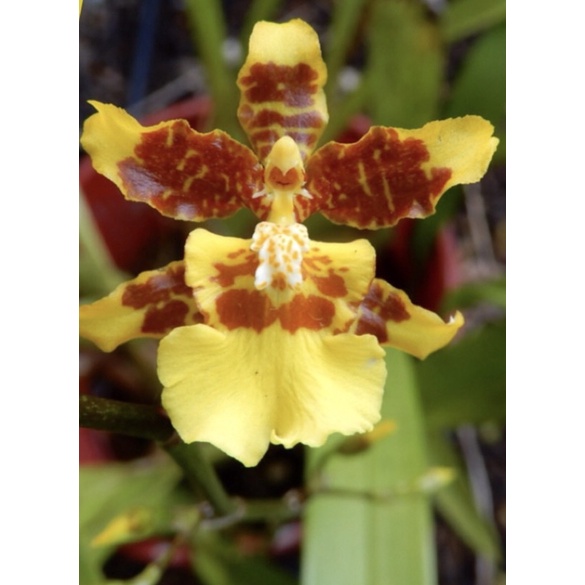 Jual Anggrek Oncidium Golden Shower Dewasa | Oncidium Siap Bunga ...
