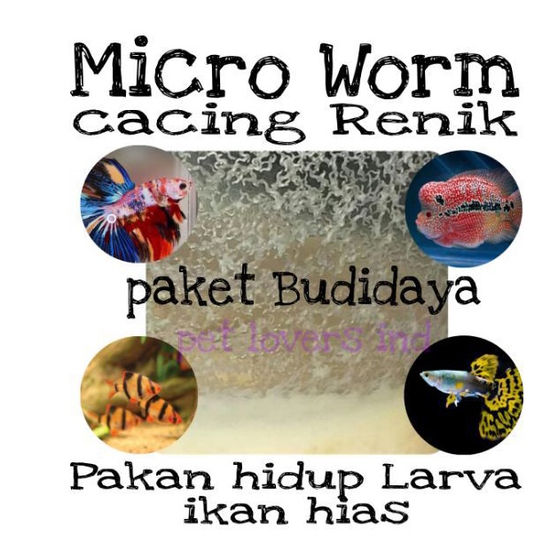 Jual Micro worm/microworm pakan burayak makanan anak ikan cupang guppy ...
