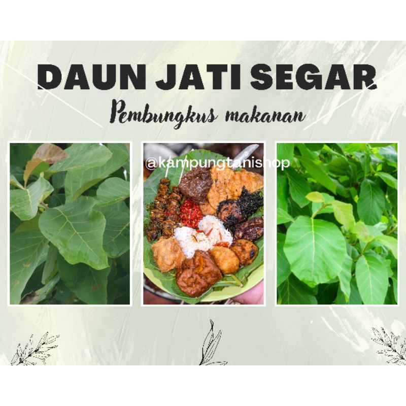 Jual Daun Jati Muda - Untuk Gudeg Jogja | Shopee Indonesia