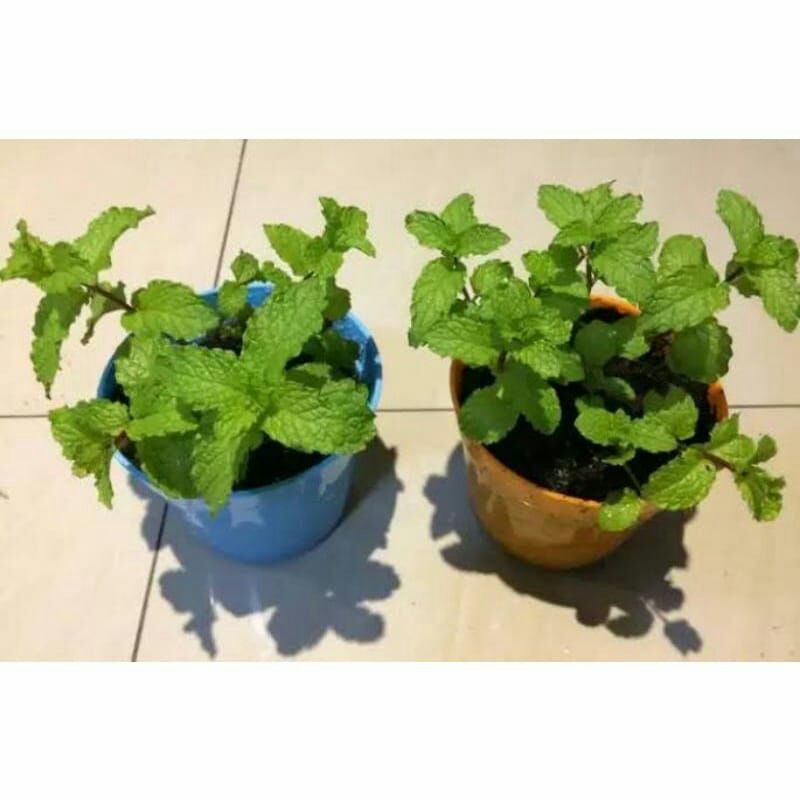 Jual Tanaman mint ( pembelian minimal 5) | Shopee Indonesia