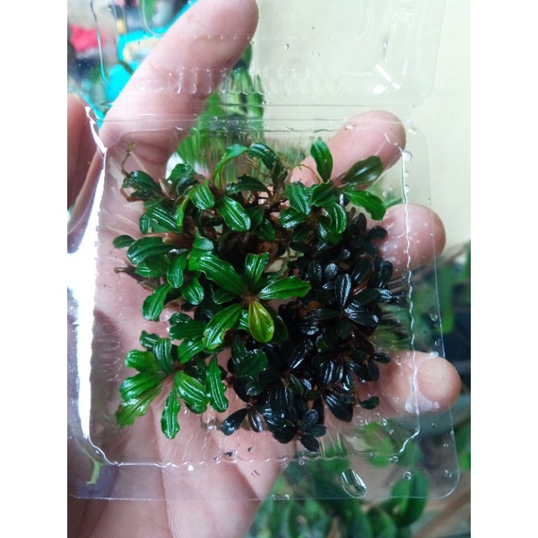 Jual Bucephalandra Supermini Phantom Porsi Mika Kecil ( Tanaman ...