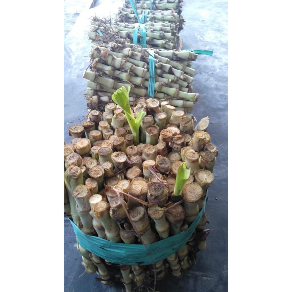 Jual Benih Bibit Rumput Odot Bibit Rumput Pakan Ternak Sapi Kambing 5 ...