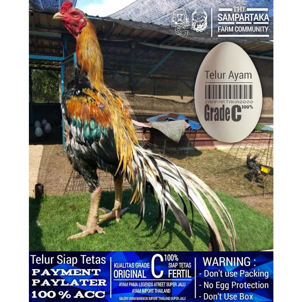 Harga wiring kuning Terbaru Sep 2025 | BigGo Indonesia