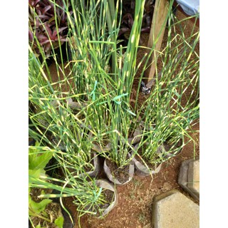 Jual Tanaman hias lidi air Indonesia|Shopee Indonesia