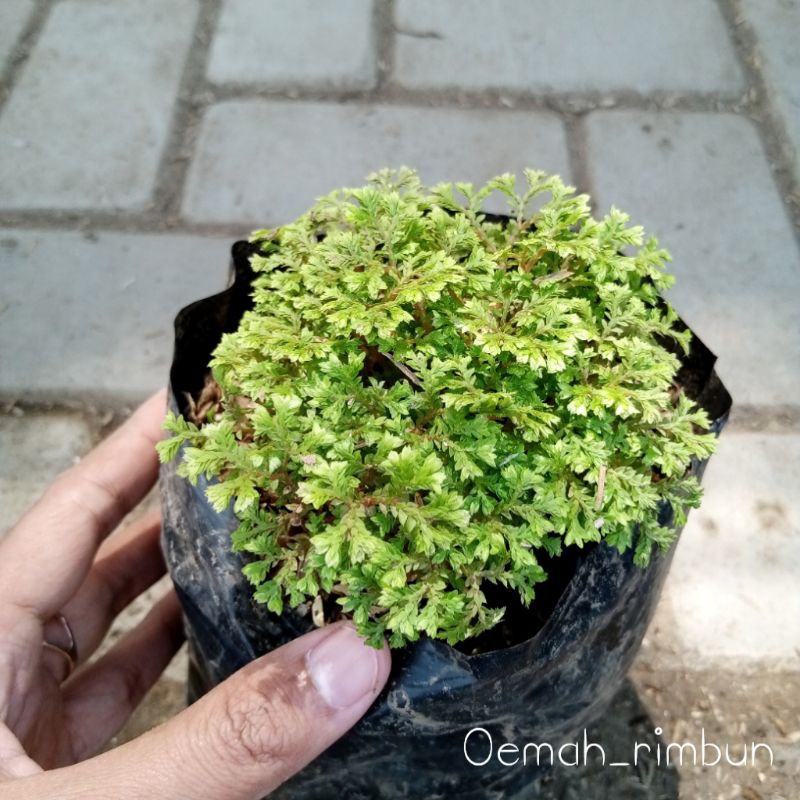 Jual Lumut ambon/lumut maluku/tanaman hias lumut ambon | Shopee Indonesia