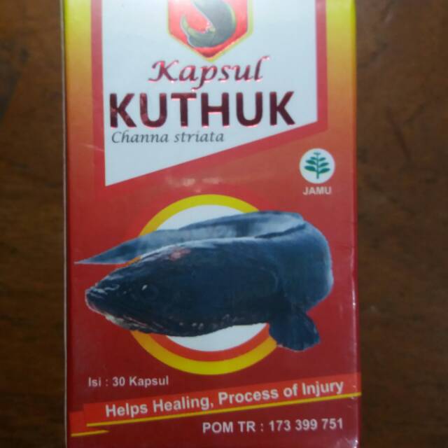 Jual Kapsul kuthuk channa striata isi 30 kapsul | Shopee Indonesia Jual Kapsul kuthuk channa striata isi 30 kapsul | Shopee Indonesia