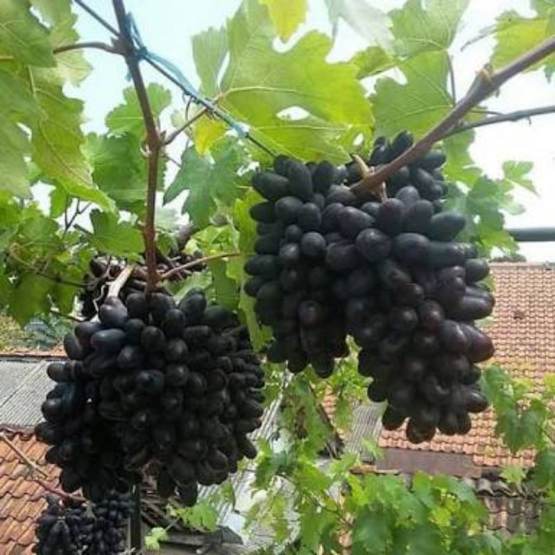 Jual Bibit anggur gosv grafting 3 bulan | Shopee Indonesia