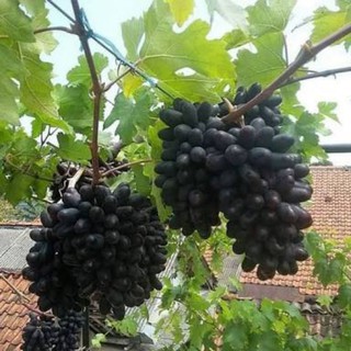 Jual Bibit anggur gosv grafting 3 bulan | Shopee Indonesia