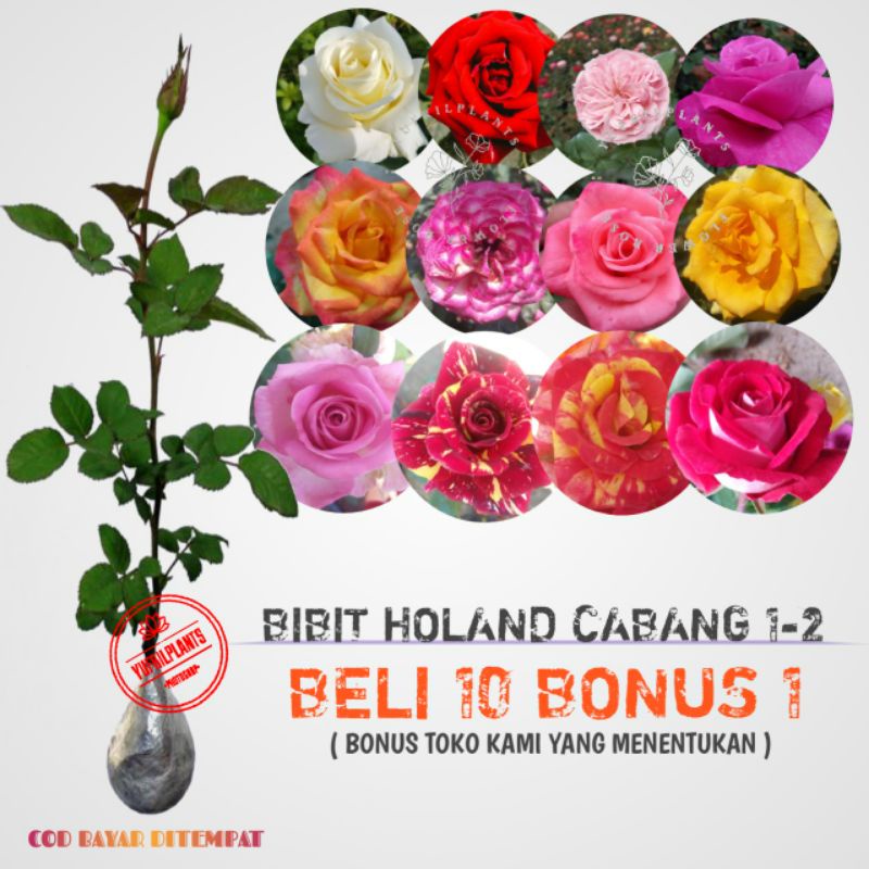 Jual BIBIT MAWAR ECERAN MEMPUNYAI 40 VARIAS WARNA LENGKAP/SATUAN/BIJIAN ...