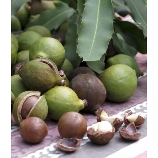 Jual 20 Gram Benih Biji Kacang Makadamia Macadamia Queensland Bush ...