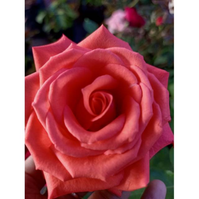 10+ Gambar Bunga Mawar Orange yang Lagi Ngetrend - Informasi Seputar ...