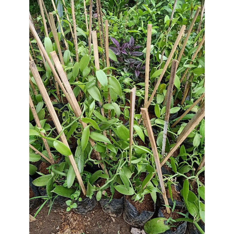 Jual Bibit Pohon Vanili - Tanaman Vanila - Vanilli Vanili(Vanilla ...