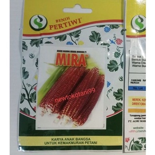 Jual Benih jagung merah manis MIRA F1 30 butir biji jagung manis merah ...