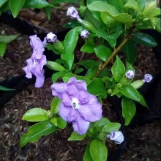 Jual Tanaman Hias Bunga Mlati/Melati Costa/kosta Bunga Wangi Sekali ...