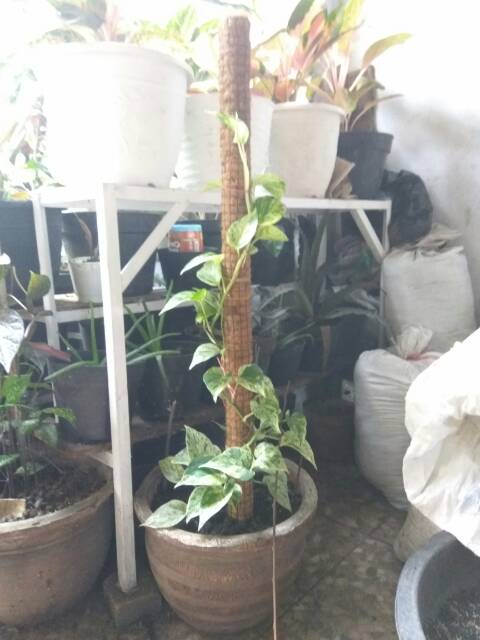 Jual Turus Penyangga Tanaman Rambat 90 cm | Shopee Indonesia