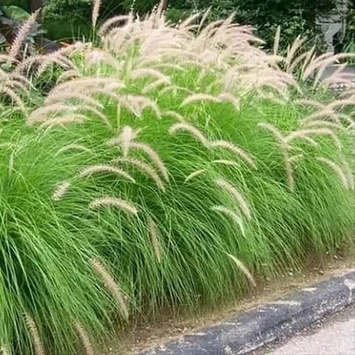 Jual tanaman hias alang alang ekor kuda bunga putih Indonesia|Shopee ...