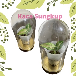 Jual Kaca Sungkup / Tempat sungkup tanaman hias | Shopee Indonesia