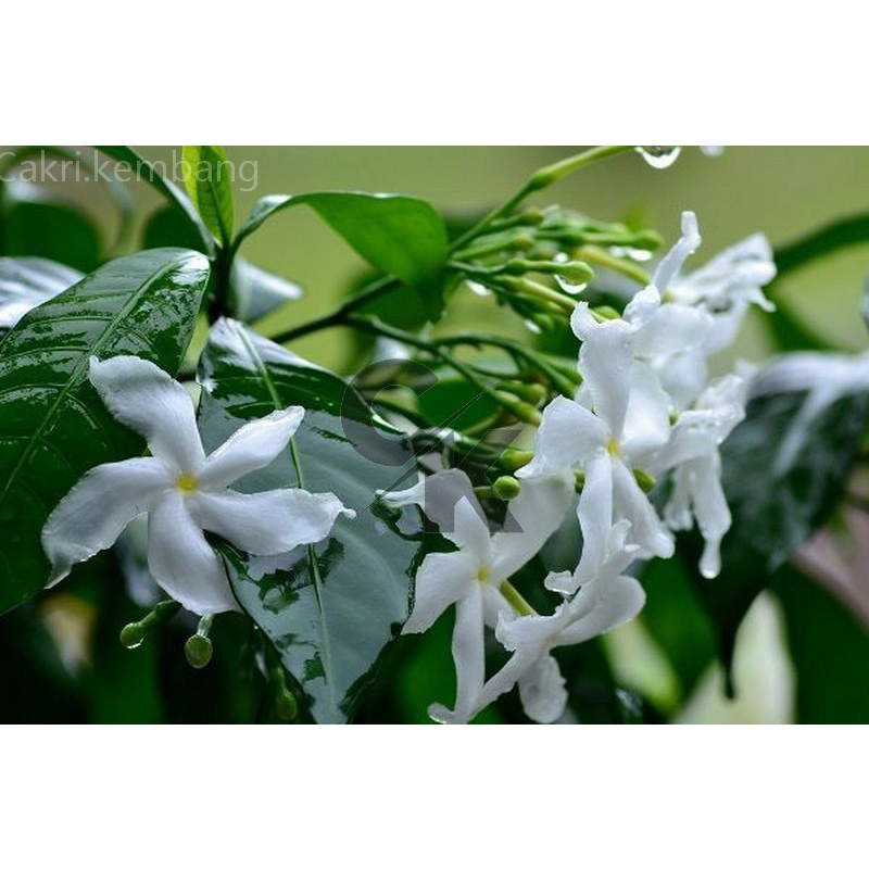 Jual Melati cina - Tanaman Bunga Melati China - Tanaman Hias Rombusa ...