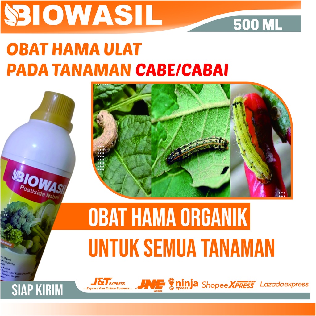 Jual obat hama ulat pada tanaman cabai TERBAIK ANTILAT 500 ML - Pupuk ... Jual obat hama ulat pada tanaman cabai TERBAIK ANTILAT 500 ML - Pupuk ...