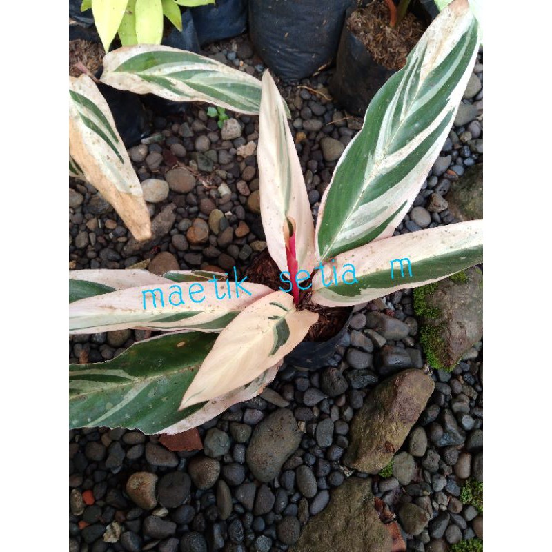 Jual calathea multi color-meranti bali | Shopee Indonesia