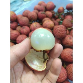 Jual Leci madu hijau ( fresh lychee ) | Shopee Indonesia