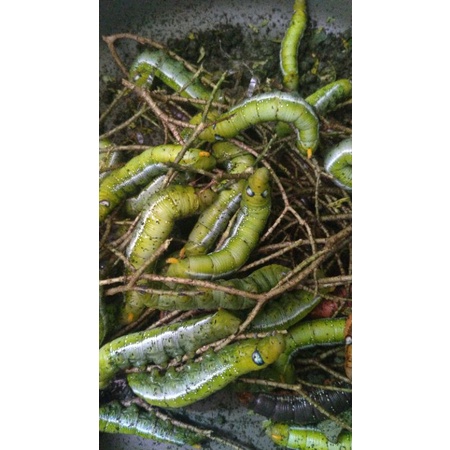 Jual umpan ulat keket (Pace/talas/jati) | Shopee Indonesia