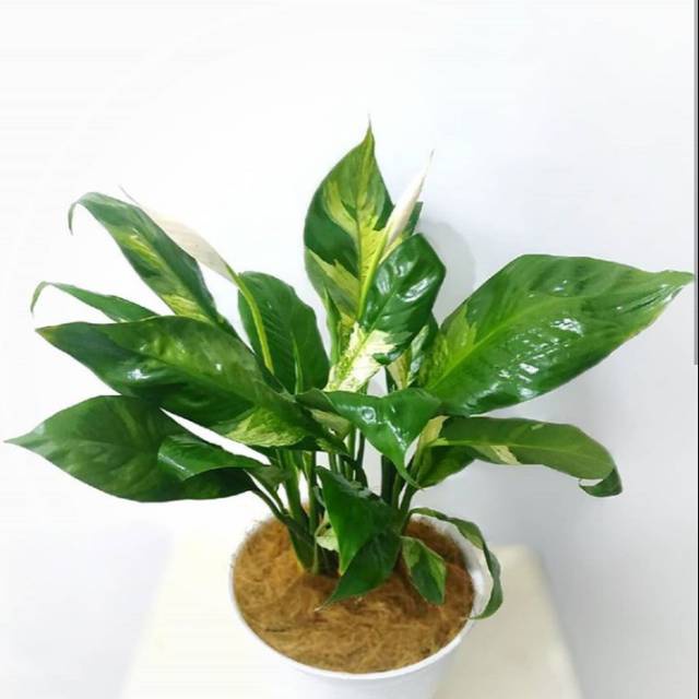 Jual tanaman bunga Peace Lily Spathufyllum Bunga Lili Putih Murah ... Jual tanaman bunga Peace Lily Spathufyllum Bunga Lili Putih Murah ...