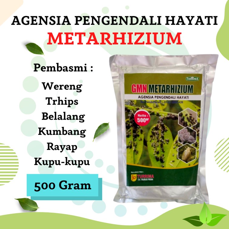 Jual Obat Hama Yang Cocok Untuk Anggur, Metarhizium Metarizium Agensia ...