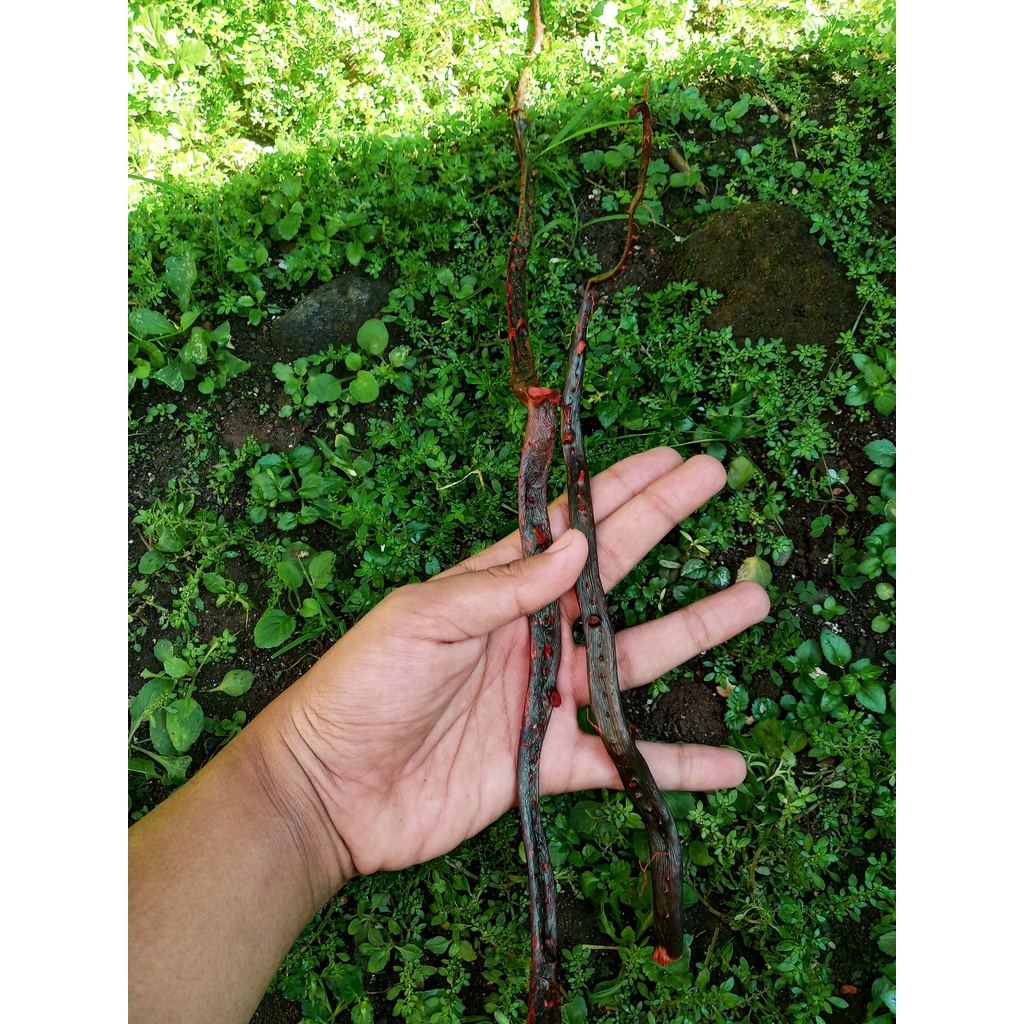 Jual Bahan Akar Bahar Merah Kristal Berkualitas Size Kantor | Shopee ...