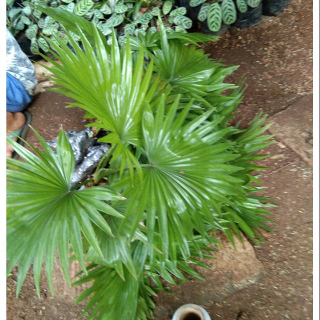 Jual Tanaman hias palem sadeng-pohon palem sadeng Indonesia|Shopee ...