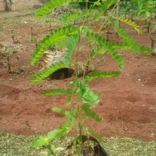 Jual Pohon saga atau obat herbal tanaman saga tanaman herbal pohon saga ...