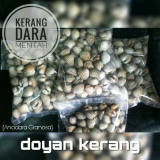 Jual KERANG DARA MENTAH - FRESH Indonesia|Shopee Indonesia