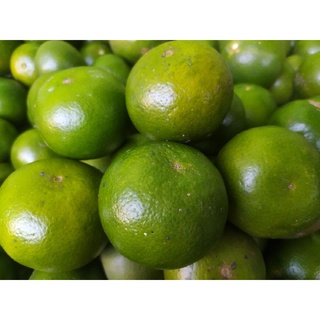 Jual Buah Jeruk Siem Madu Manis Segar Per 1 Kg Fresh Asli Petik Dari ...