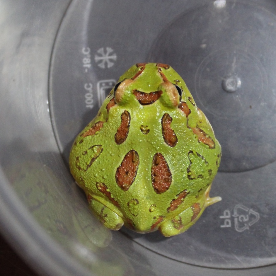 Jual GREEN PACMAN FROG KODOK | Shopee Indonesia