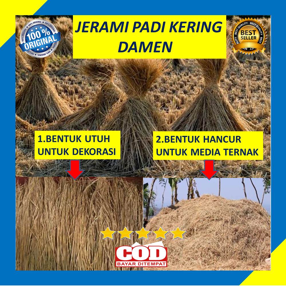 Jual Jerami Padi 1 Kg Kering Damen Untuk Sangkar Hewan Dan Dekorasi ...
