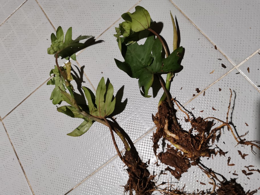 Tanaman Philo Mayoi Tanaman Philodendron Mayoi Tanaman Philo Xanadu ...