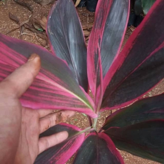 Jual Tanaman hias daun hanjuang merah andong merah pohon indoor outdoor ...