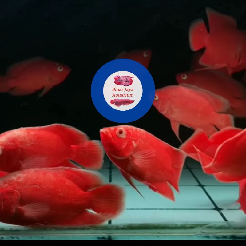 Jual Ikan Oscar Red Chilli / Oscar Paris Albino Red / Oscar Albino ...