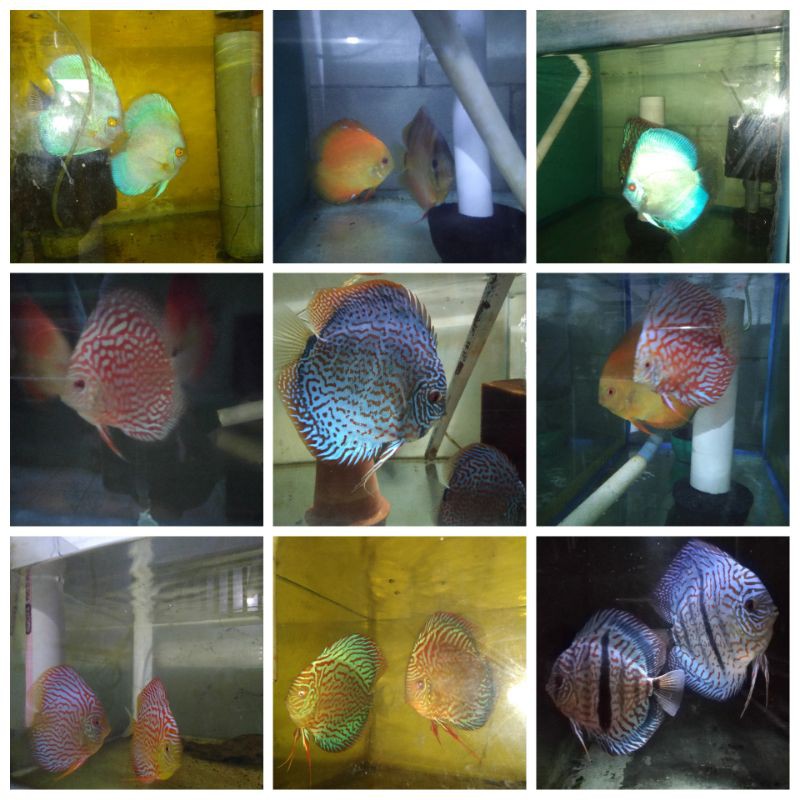 Jual Discus +/-3,5cm, Discus leopard mosaic,discus Tiger mosaic,heckle ...