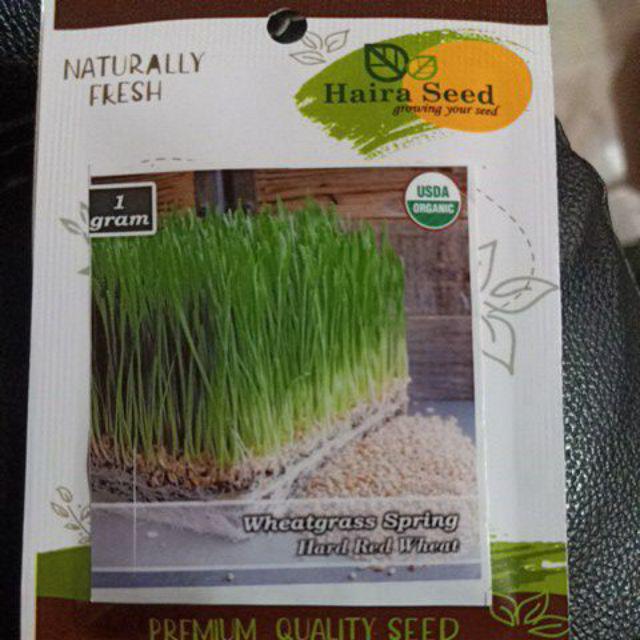 Benih-Bibit Rumput Gandum/Wheatgrass Merah Organik (Haira Seed ...