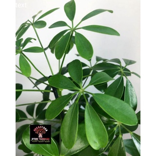 Jual TANAMAN HIAS WALISONGO DAUN HIJAU / SCHEFFLERA ARBORICOLA Indonesia|Shopee Indonesia