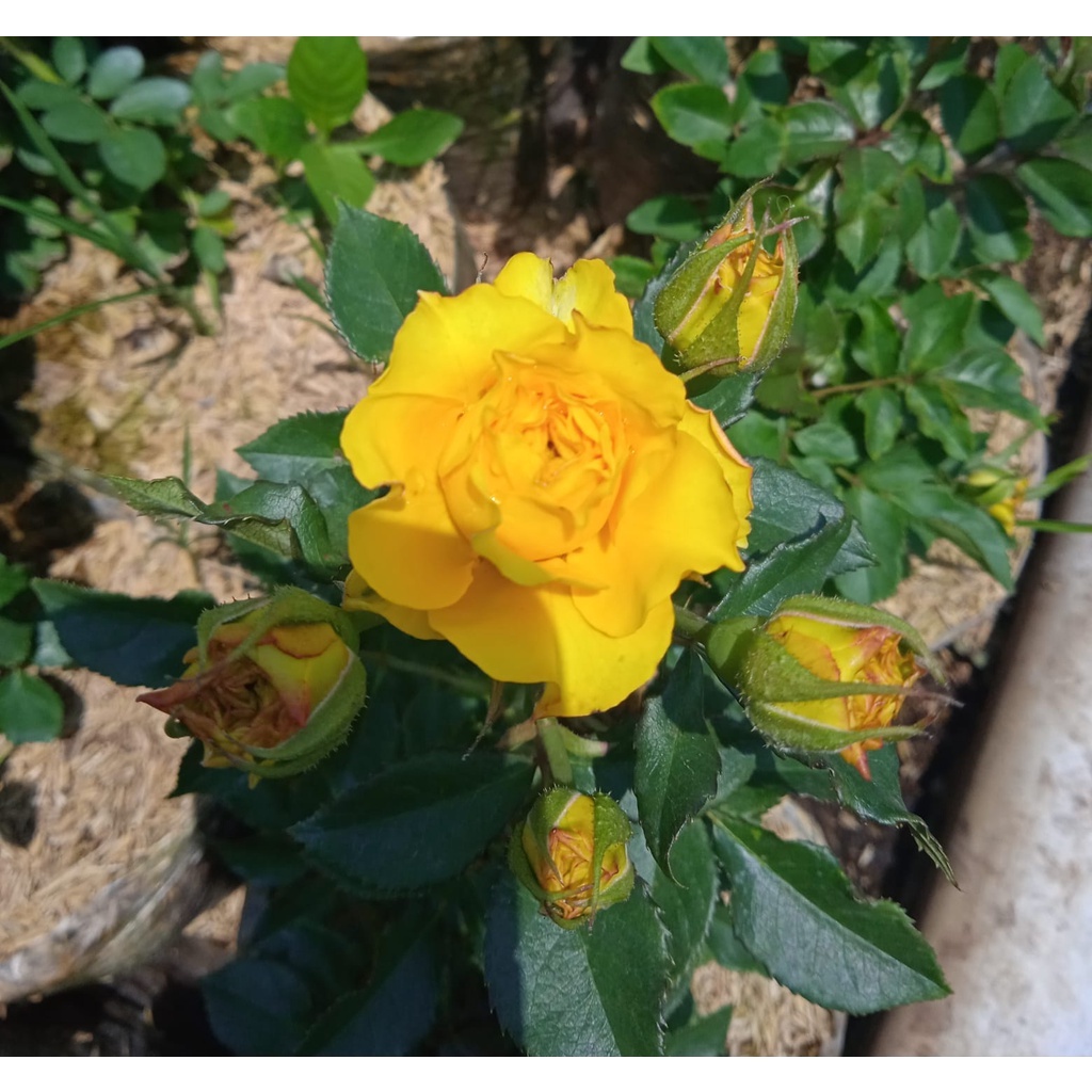 Jual Tanaman hias Baby Rose kuning (berakar dan berbunga ) | Shopee ...