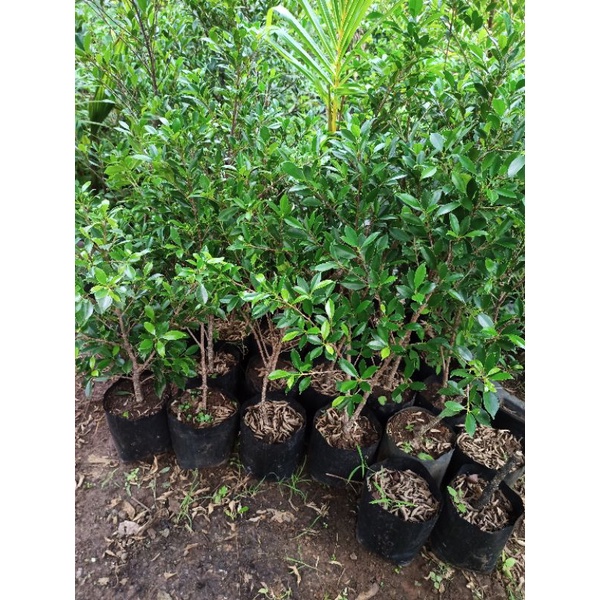 Jual bibit bonsai Kimeng / ficus microcarpa | Shopee Indonesia