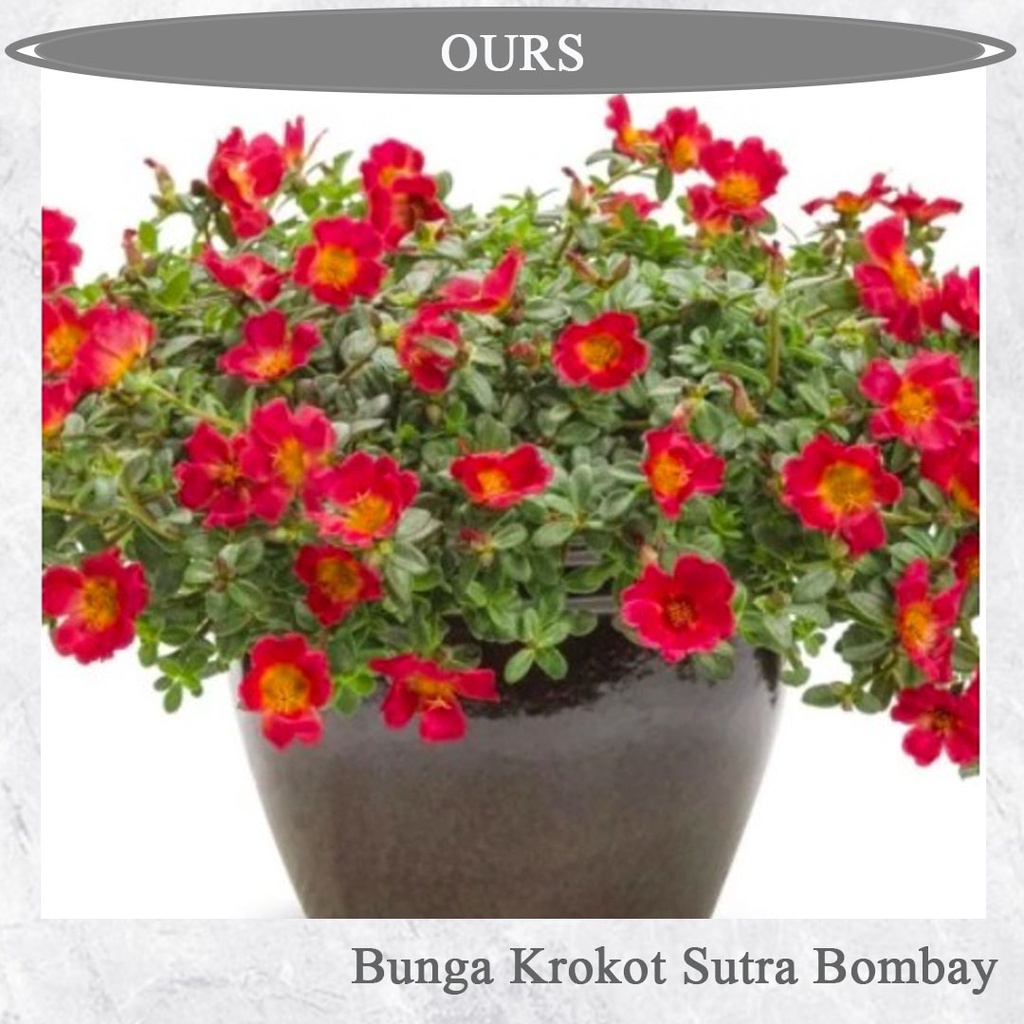 Jual sutra bombay Harga Terbaik & Termurah Maret 2023 | Shopee Indonesia